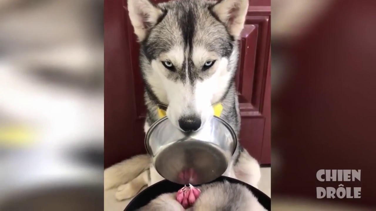 Chiens droles 1 - YouTube