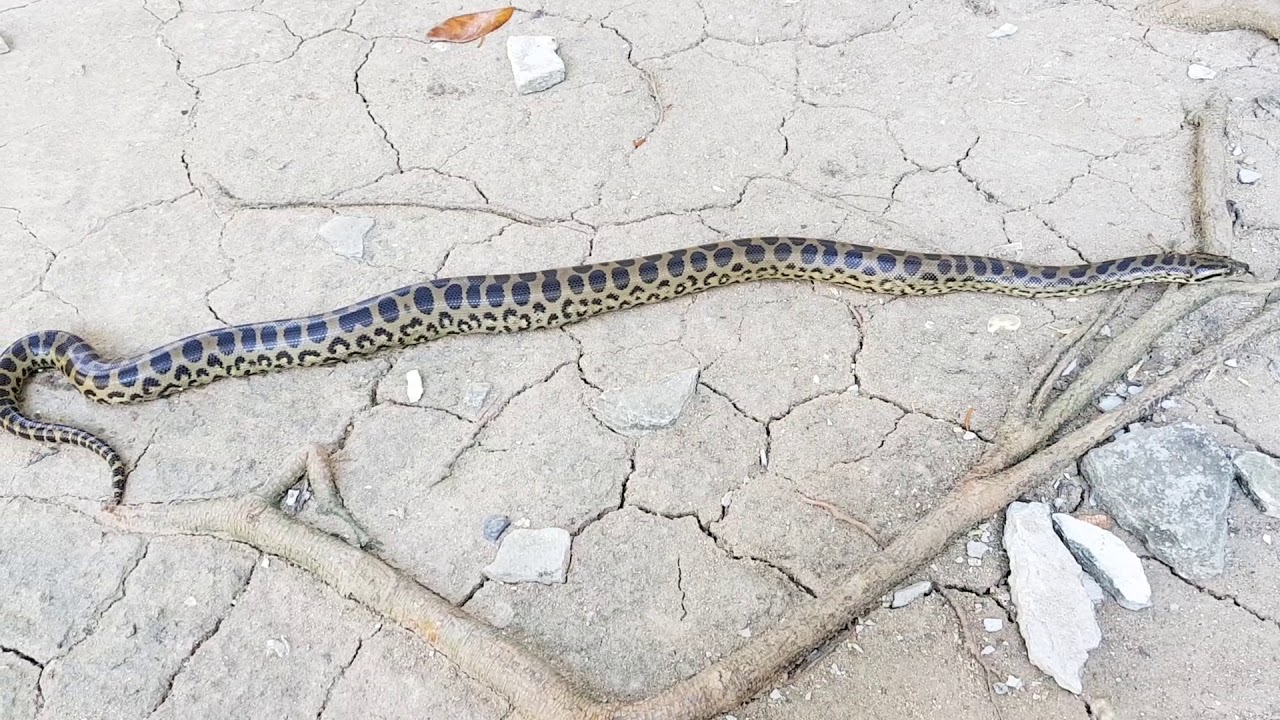 Hybrid Anaconda yellow x green - YouTube