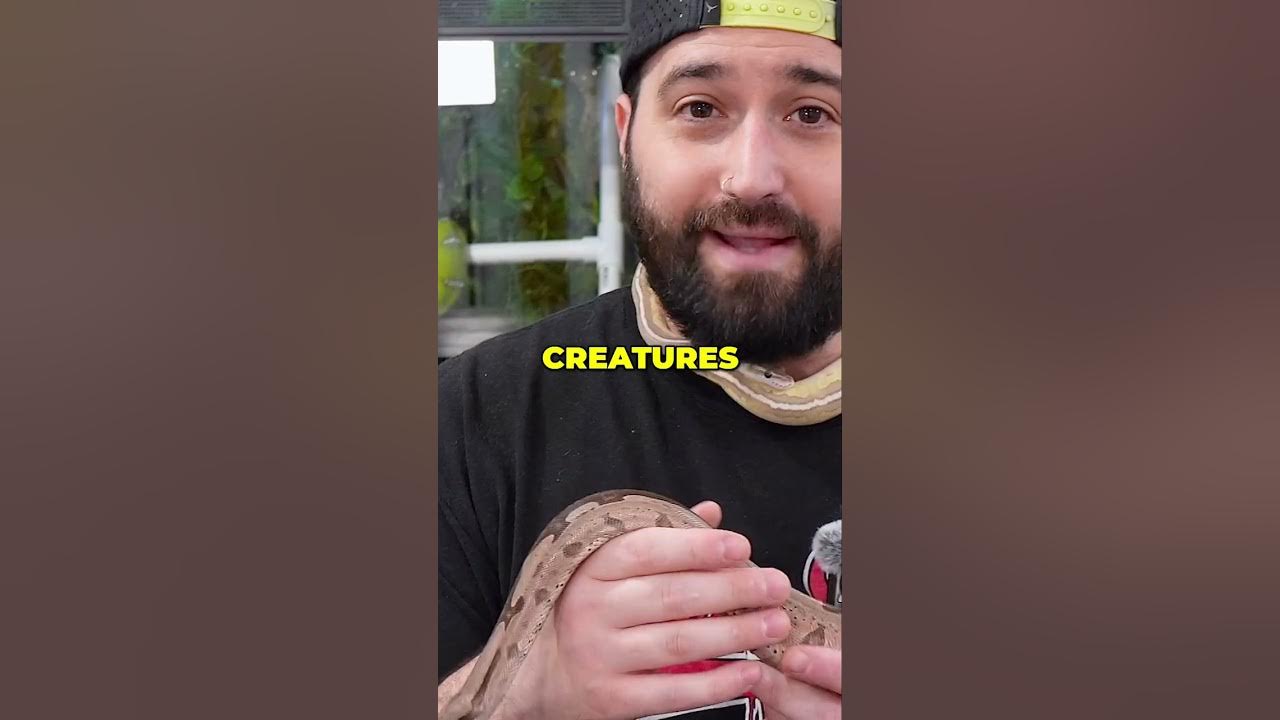 Ball Python vs Boa Constrictor: Which Snake is Right for You? - YouTube