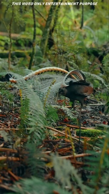 Lyrebird Mimicking Chainsaws, Cameras, Cars and Even People!#shorts # ...