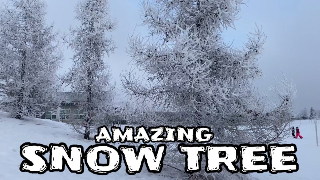 AMAZING SNOW TREE IN EDMONTON |#ADAEAGLE - YouTube