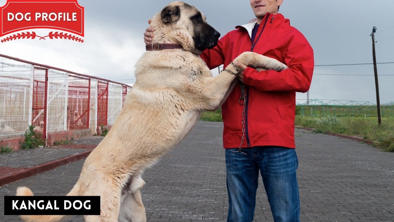 Everything You Need to Know About the Kangal | Dog Profile - YouTube