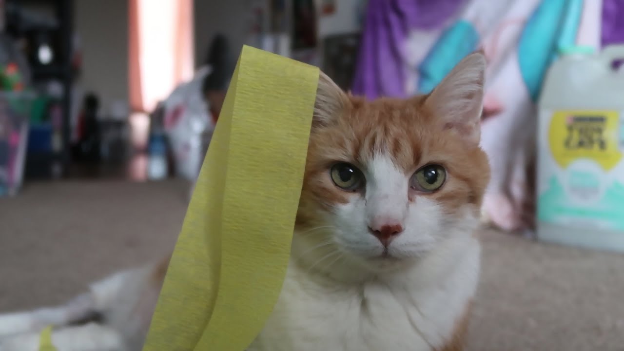 Cat Partied Too Hard - YouTube