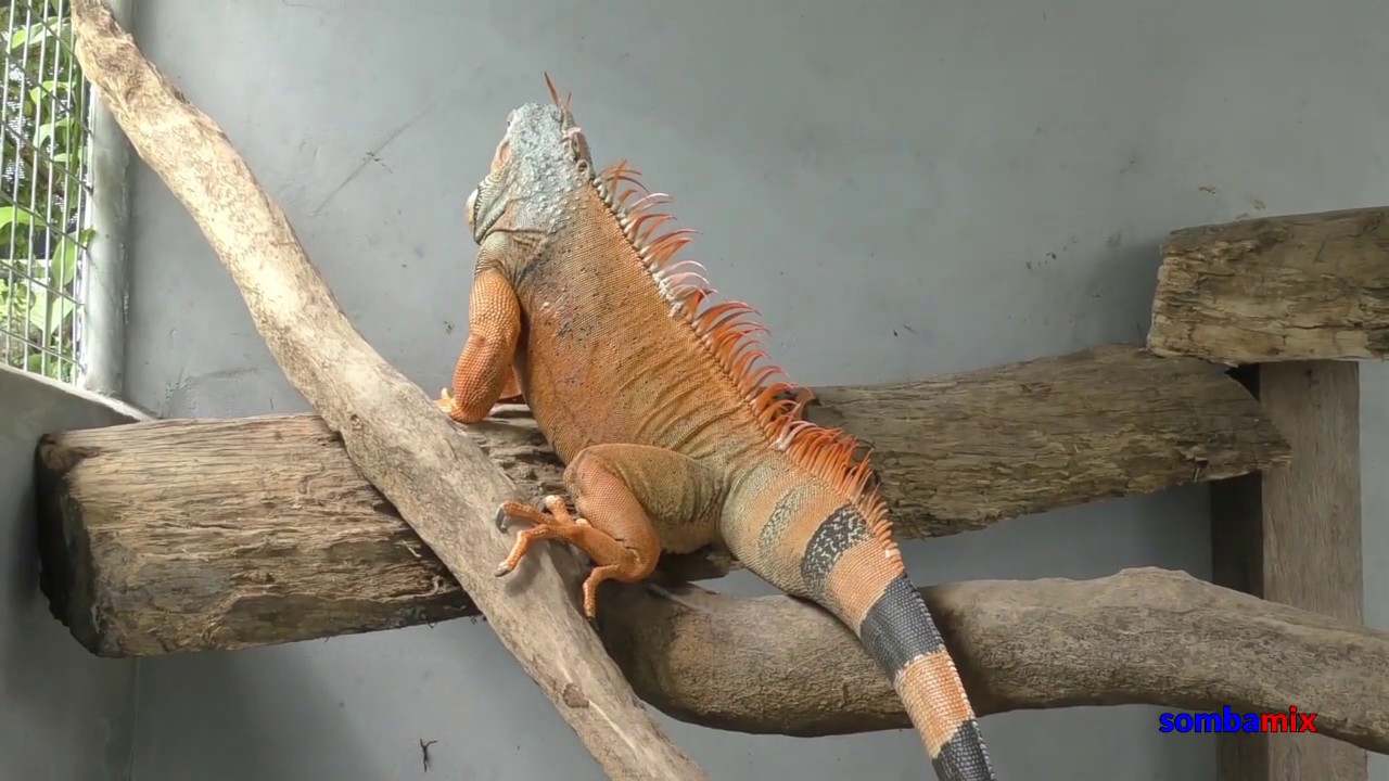 TRIP TO KLB Garden Tebedu - YouTube