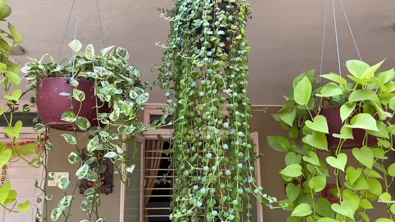 Tangled heart plant-मराठी by Varsha sheth - YouTube
