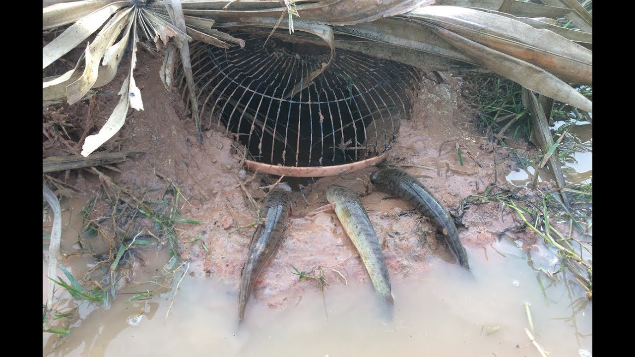 Believe This Fishing Trap? | Amazing Smart Boy Make Strange Fish Trap ...