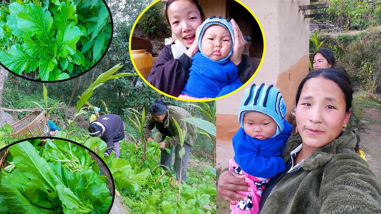 Manjita Picking large mustard leaves II UNISHA is in village with ...