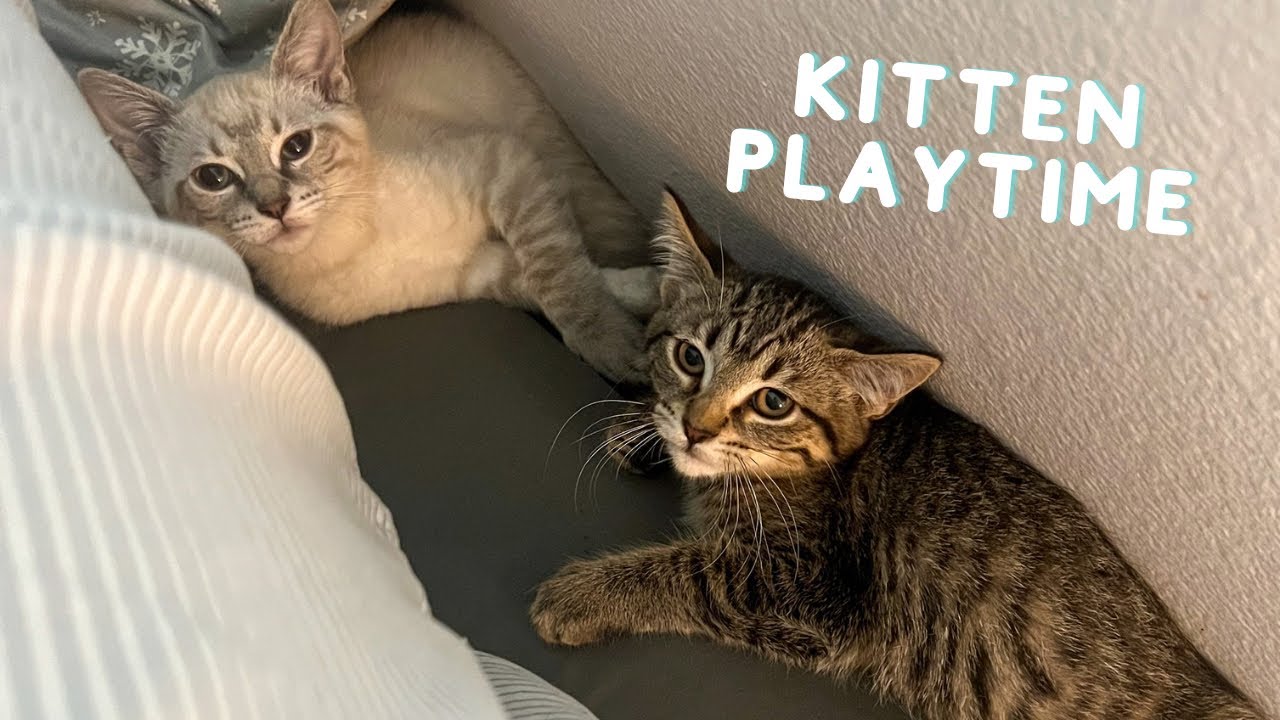 Kitten playtime - YouTube