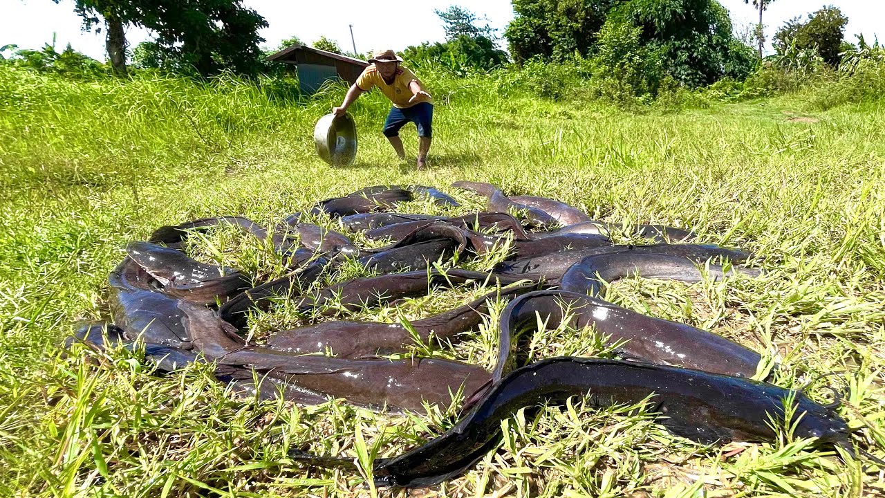 TOP AMAZING FISHING! Catch lots of fish in the grass in the mud today ...