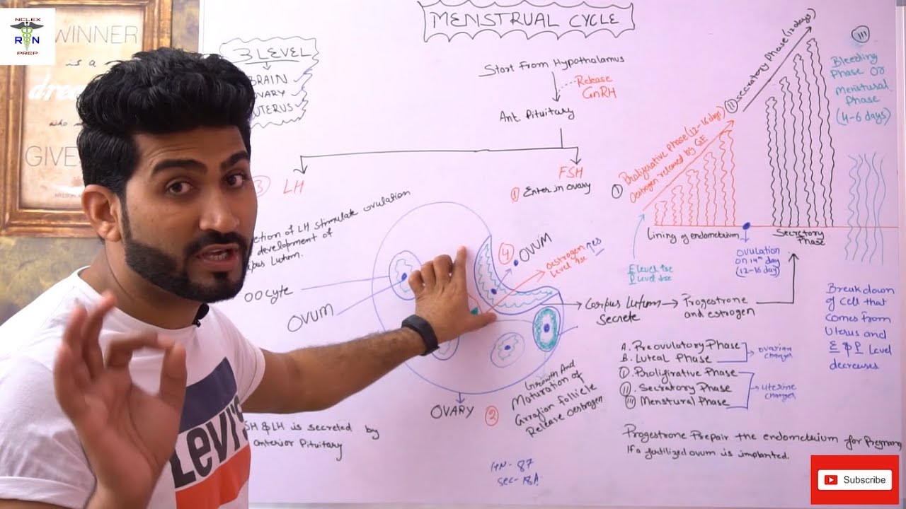 MENSTRUAL CYCLE I MENSTRUAL CYCLE IN HINDI I MENSTRUAL CYCLE FOR NCLEX ...