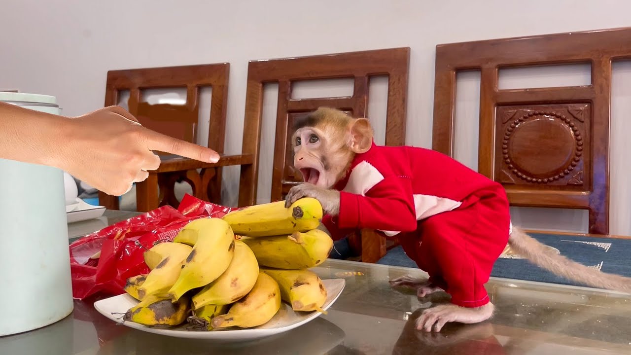 Monkey Annie wants to eat the banana quickly so she can eat the corn - YouTube