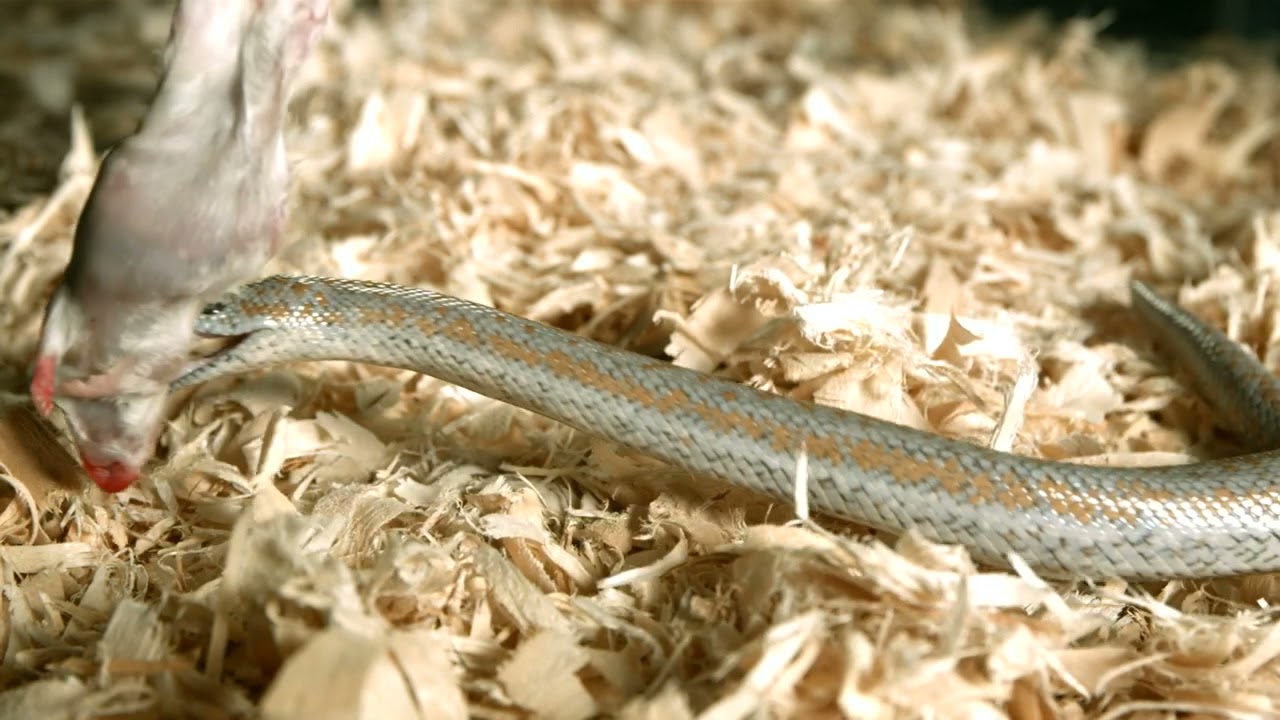 snake injecting venom on a rat - YouTube