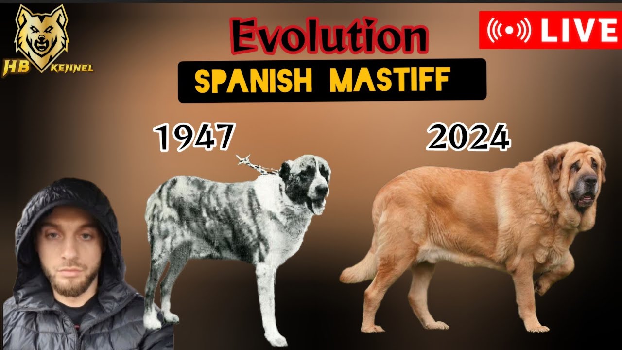 Evolution Of Spanish Mastiff Dog - YouTube