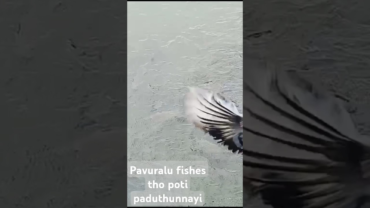 Pavuralu fishes tho poti paduthunnattu unnayi - YouTube