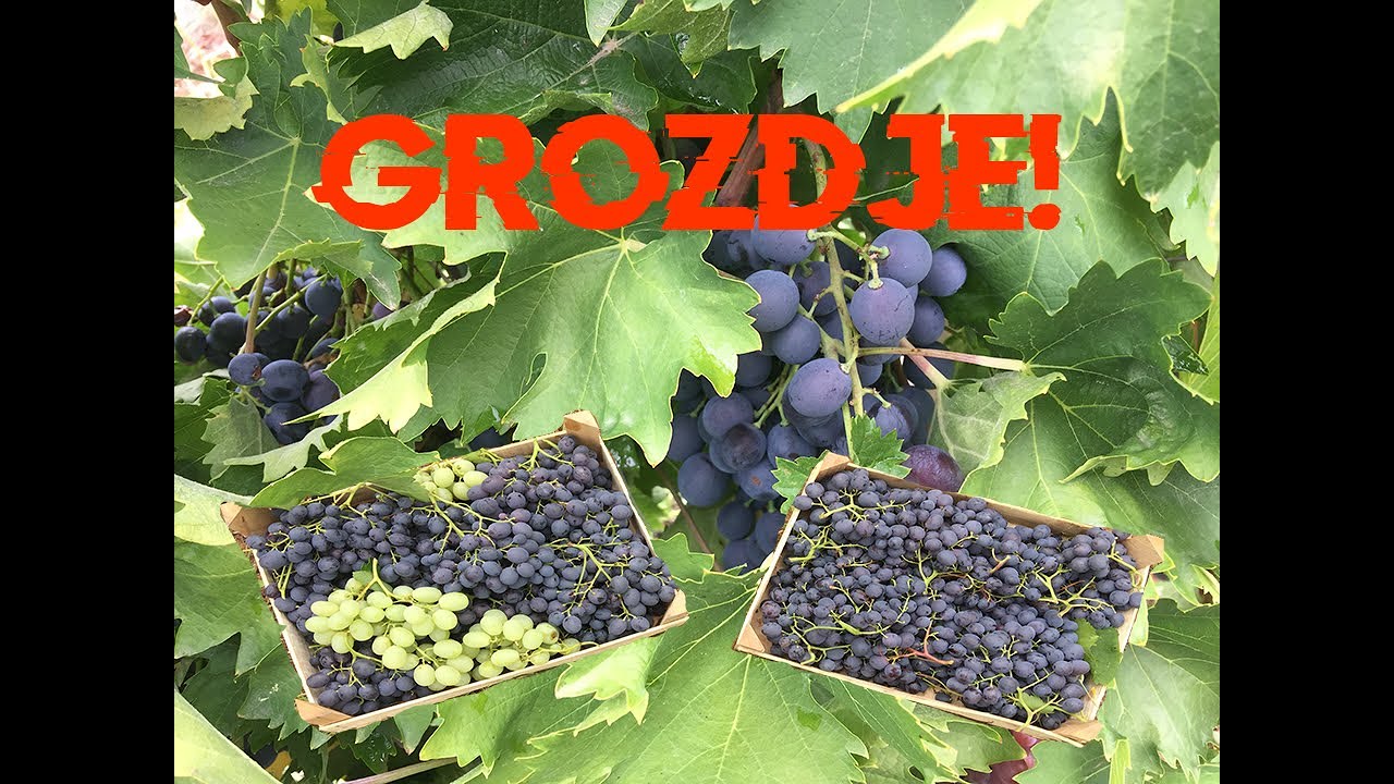 Vinograd Hamburg: branje grozdja... - YouTube