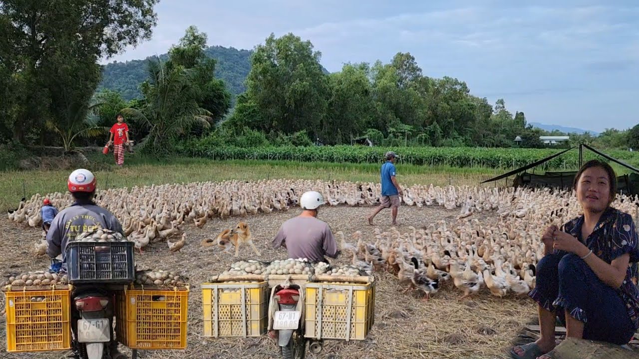Midnight from the farm of 10,000 ducks, collecting eggs with hands ...