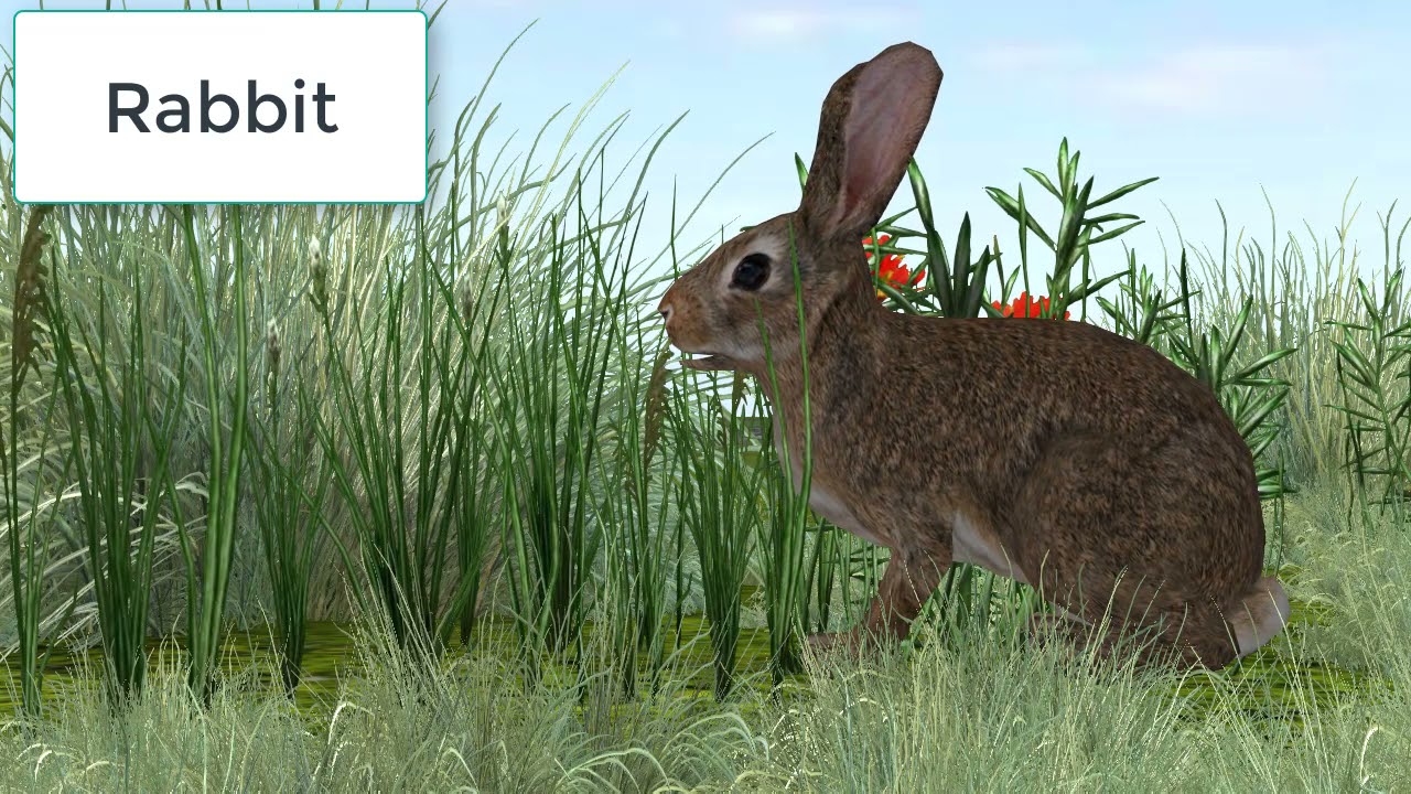 Animal Sounds (Rabbit) | Rabbit Sounds Effect - YouTube