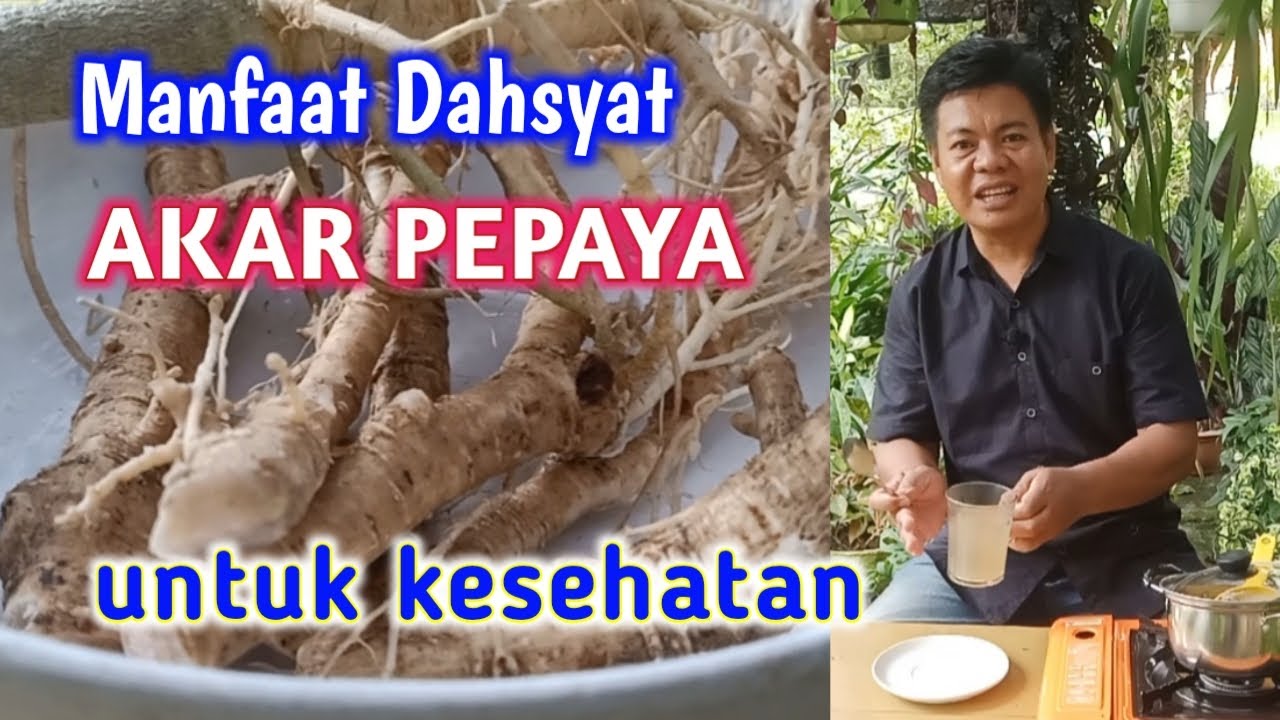 9 Manfaat Dahsyat Akar Pepaya Untuk Kesehatan - YouTube