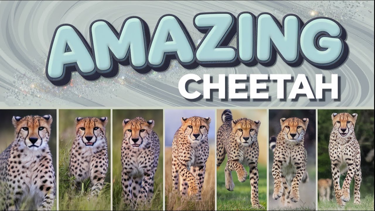 "Amazing Cheetah Facts – Africa’s Fastest Predator in Action!" - YouTube