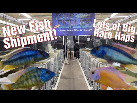 Big New Fish Shipment, Hundreds of beautiful fish and many different ...