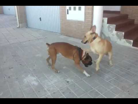 Tomás, mi Boxer y Parches jugando www.MundoBoxer.Net - YouTube