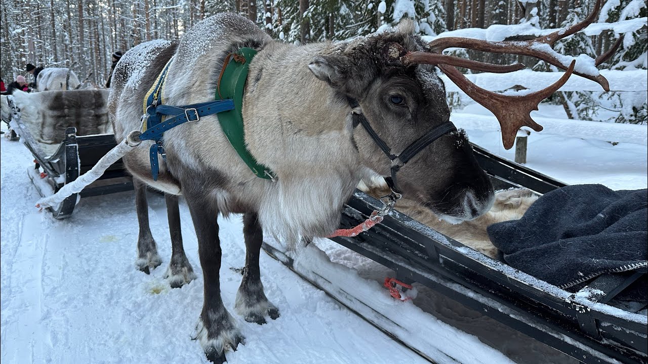 Reindeer sleigh ride in Lapland, Finland - YouTube