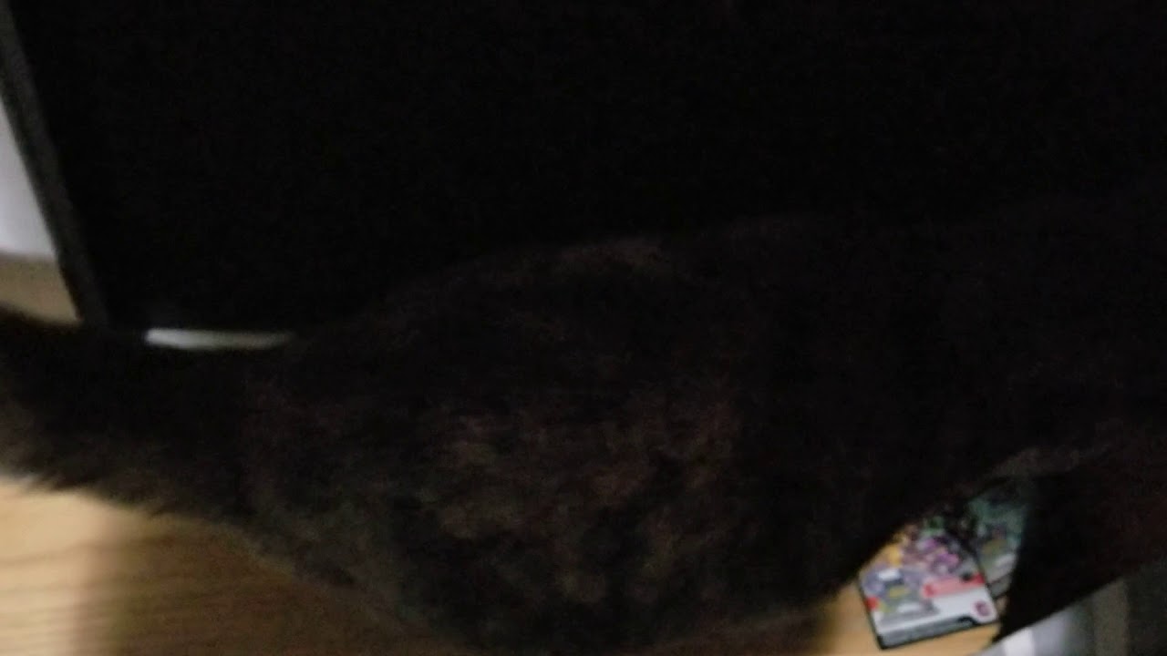 Neighborhood cats howling at each other? - YouTube