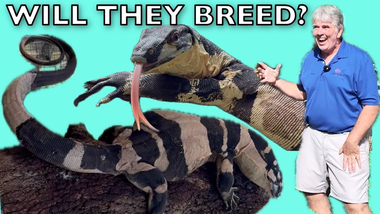 Lace Monitors Breeding Enclosure and Tropical Garden Tour. - YouTube