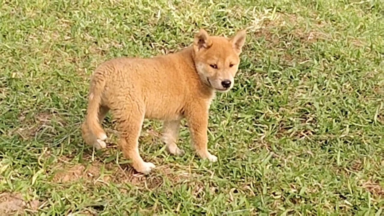 chó dingo đông dương vàng- 2 tháng tuổi tại Ian-Pet - YouTube