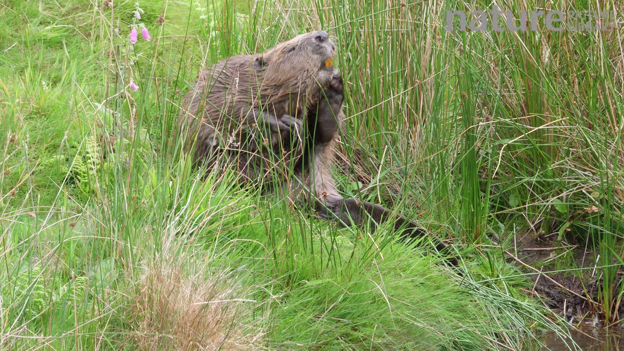 Eurasian beaver scratching before jumping into the water, alarmed ...