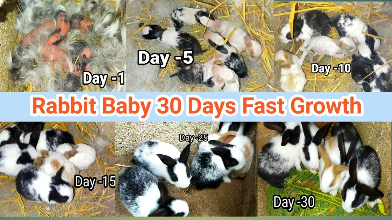Baby Rabbits From New Born to First 30 Days of Life #rabbit #cute - YouTube