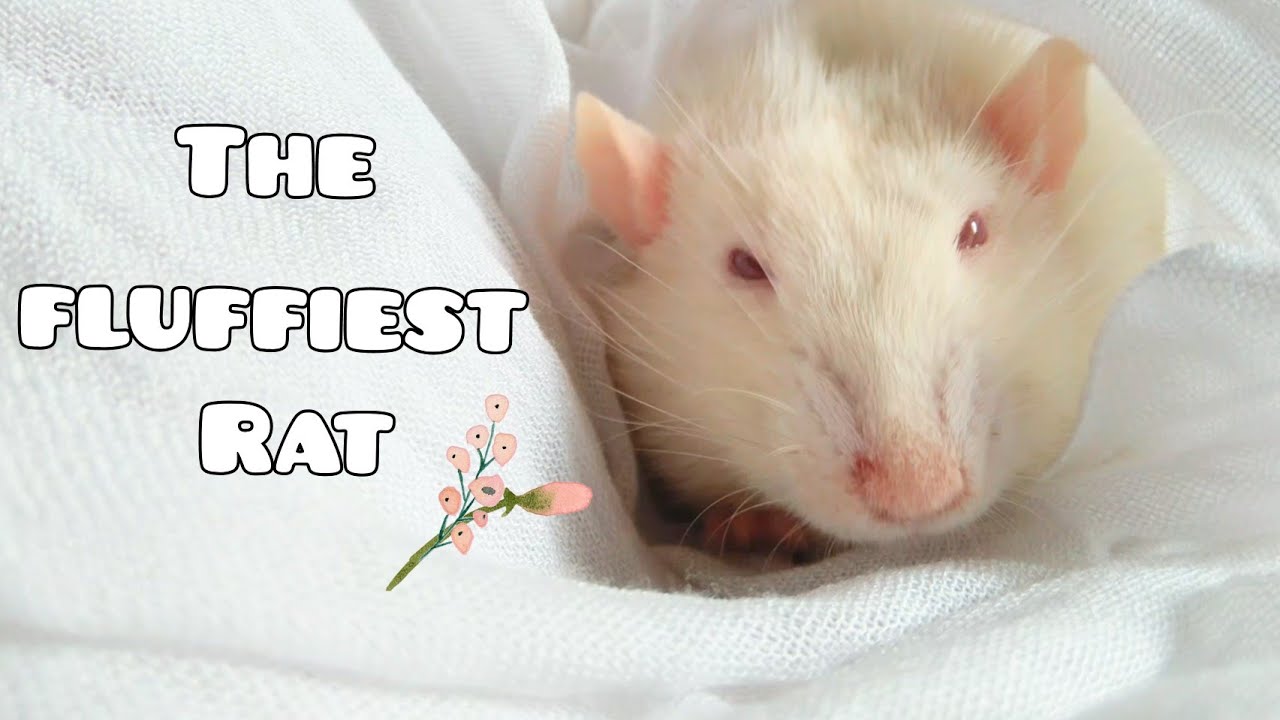 The most cutest and furriest rat | cute rat |furry rat - YouTube
