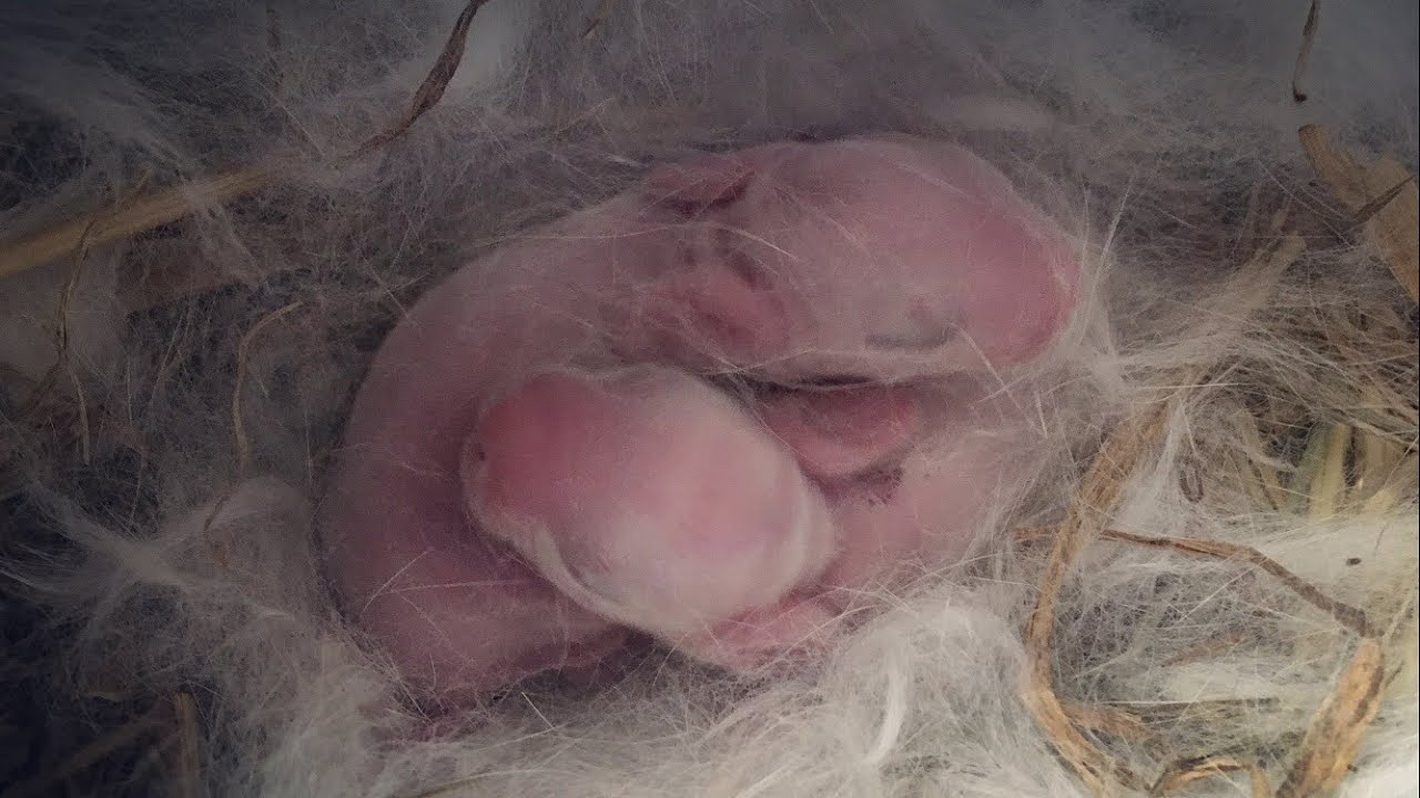 Evolution des lapereaux de 0 à 1 mois - YouTube