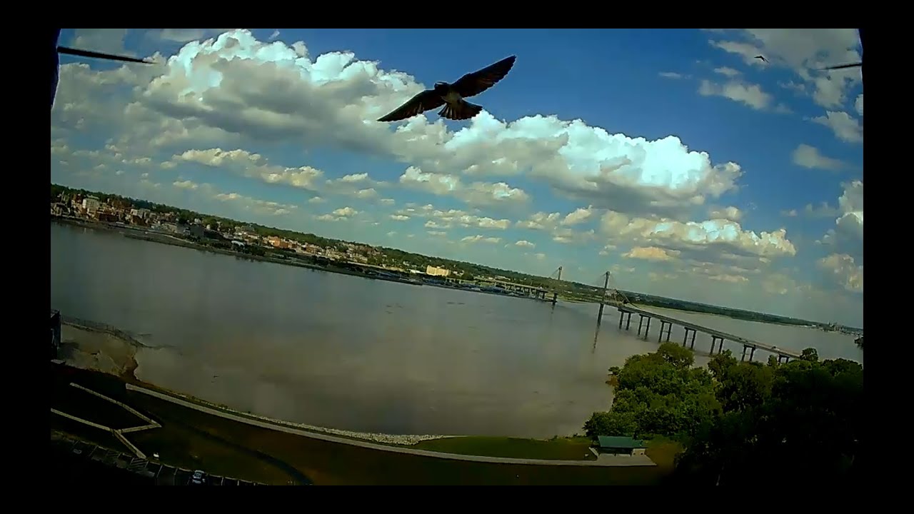 Birds Attack My Drone - YouTube