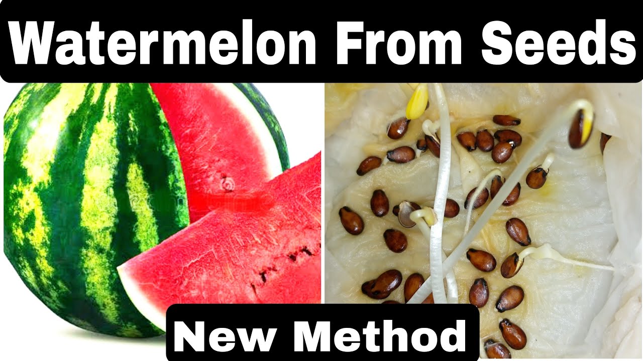 How to grow watermelon from seed | Grow watermelon at home ...