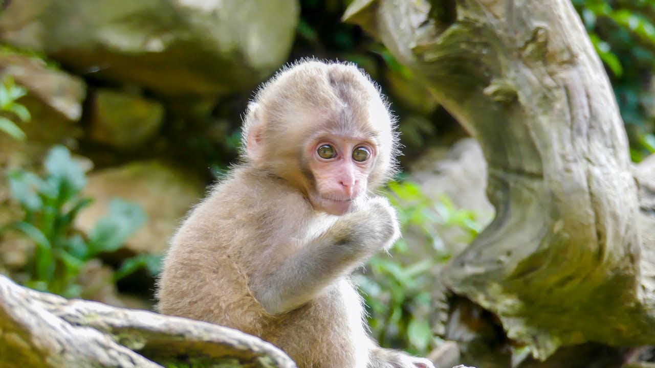 Cute Baby’s Little Adventure【Beautiful Wild Snow Monkeys in Hell Valley】 - YouTube