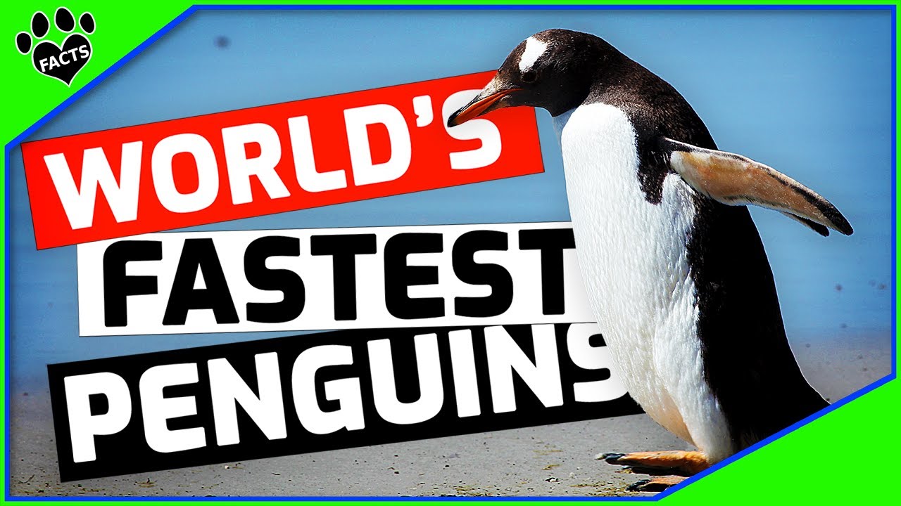 Top 10 Interesting Facts About Gentoo Penguins 101 YouTube top-10-interesting-facts-about-gentoo-penguins-101-youtube