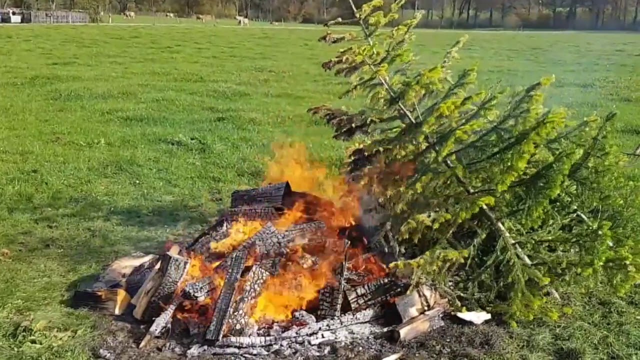 Test on trees - YouTube