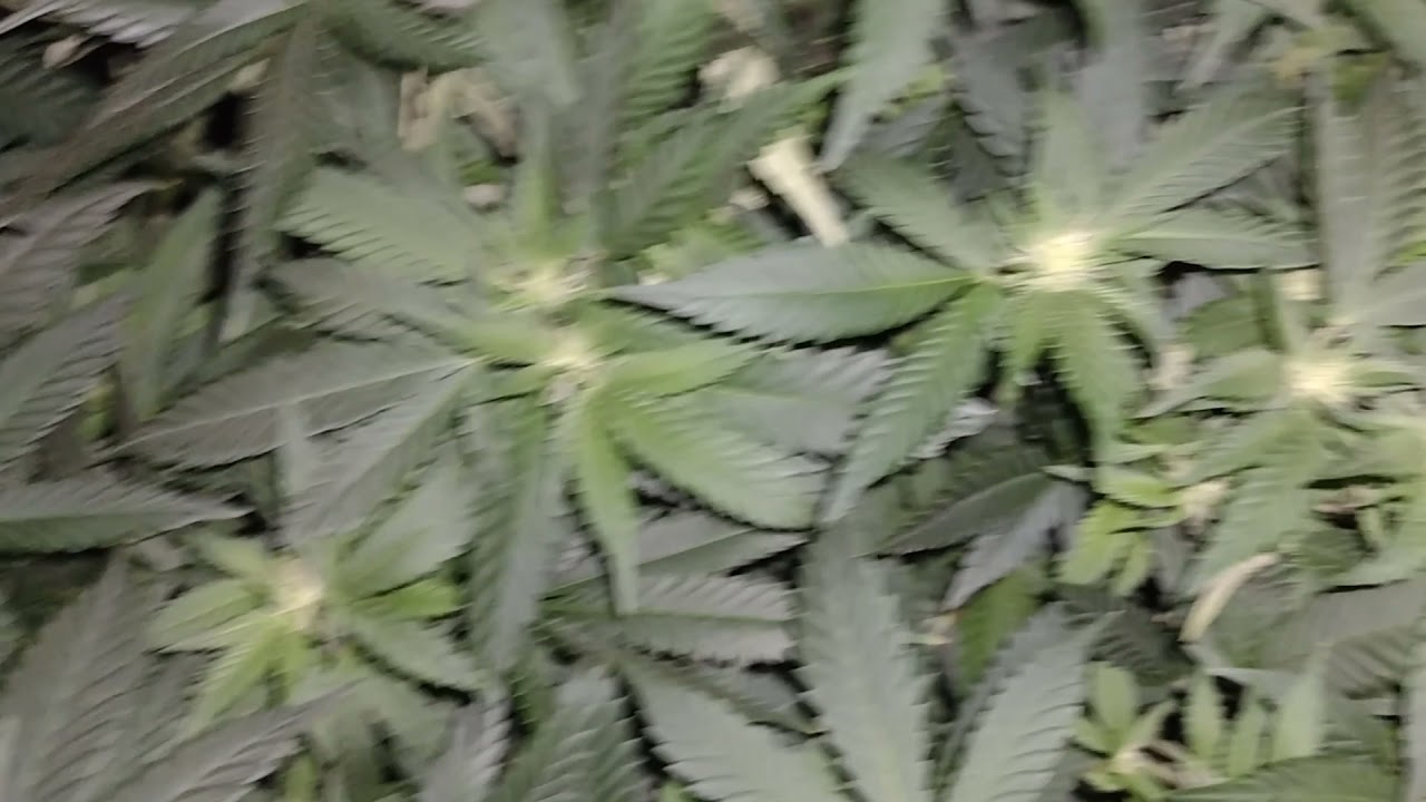 Week 2 Flower 2x2 Do I have to many leafs ? - YouTube