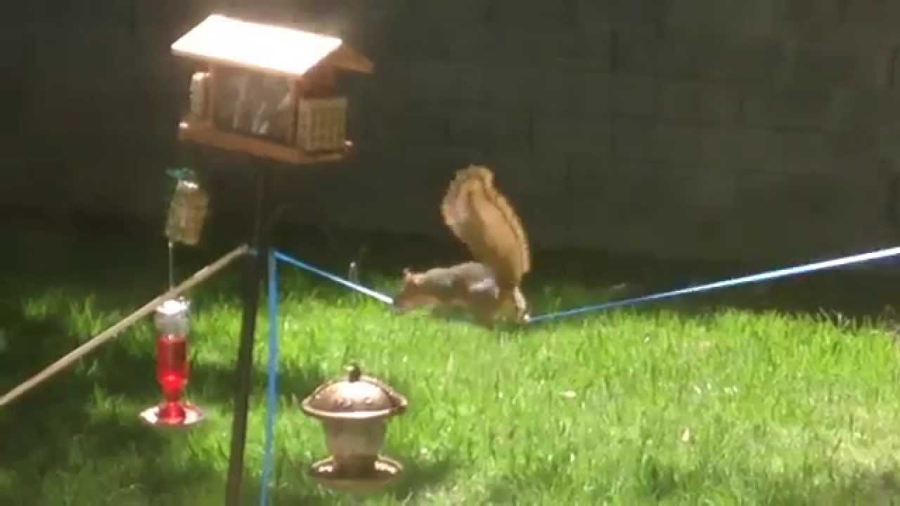 Squirrel Tricks - YouTube