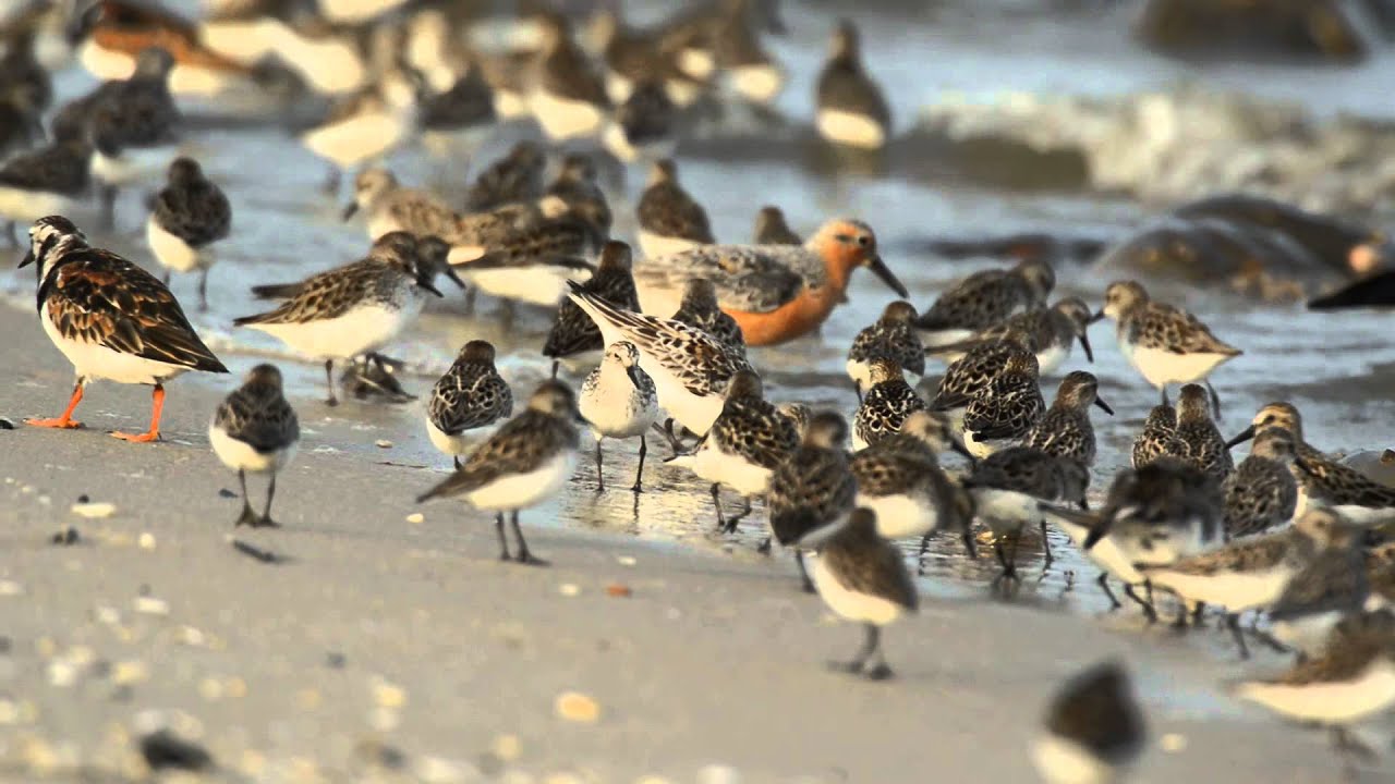 Shorebirds, Moore's Beach, NJ - YouTube