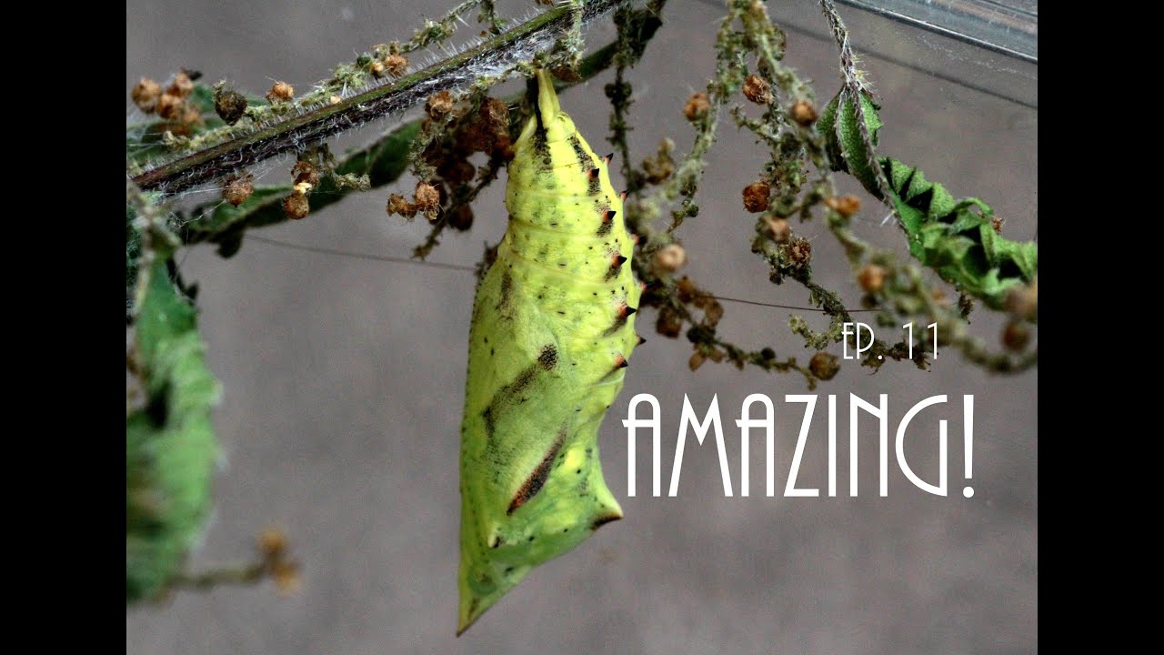 Peacock Caterpillar to Chrysalis Process LIVE - YouTube