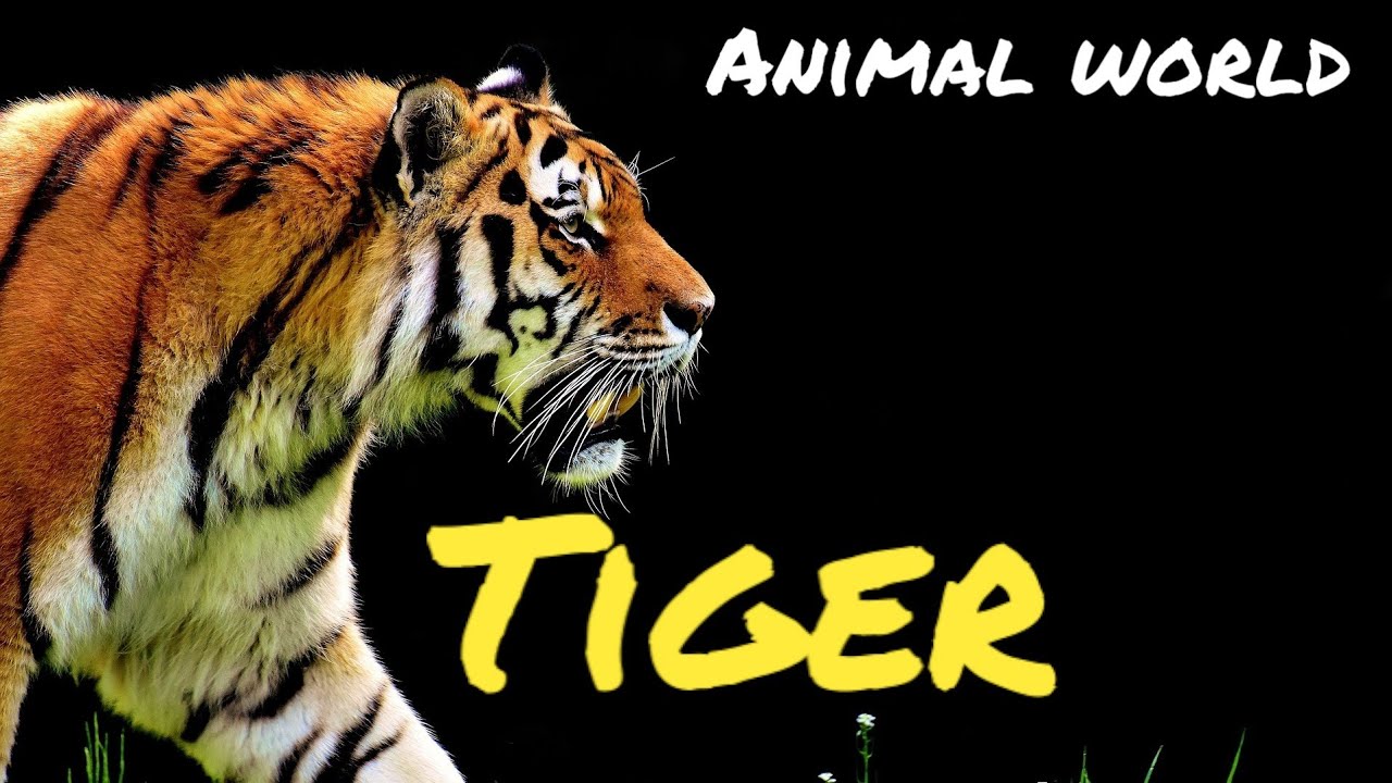 Animal planet. Tiger. Video and sound - YouTube