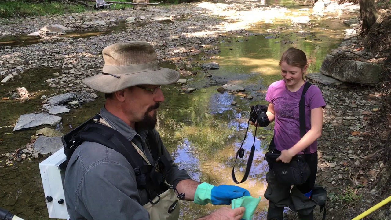 Backyard Biodiversity Bash. Electrocution Fishing! Parma, Aug 26, 2017 ...