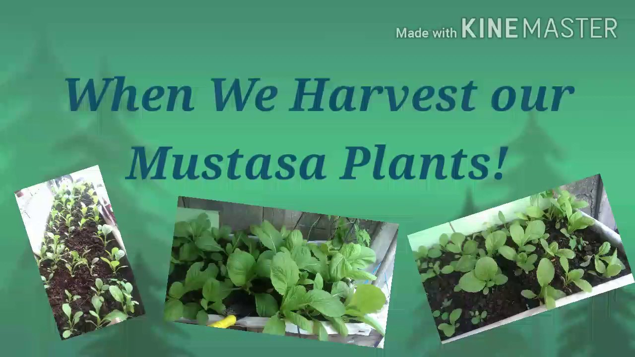 How to Harvest Mustasa Plants - YouTube