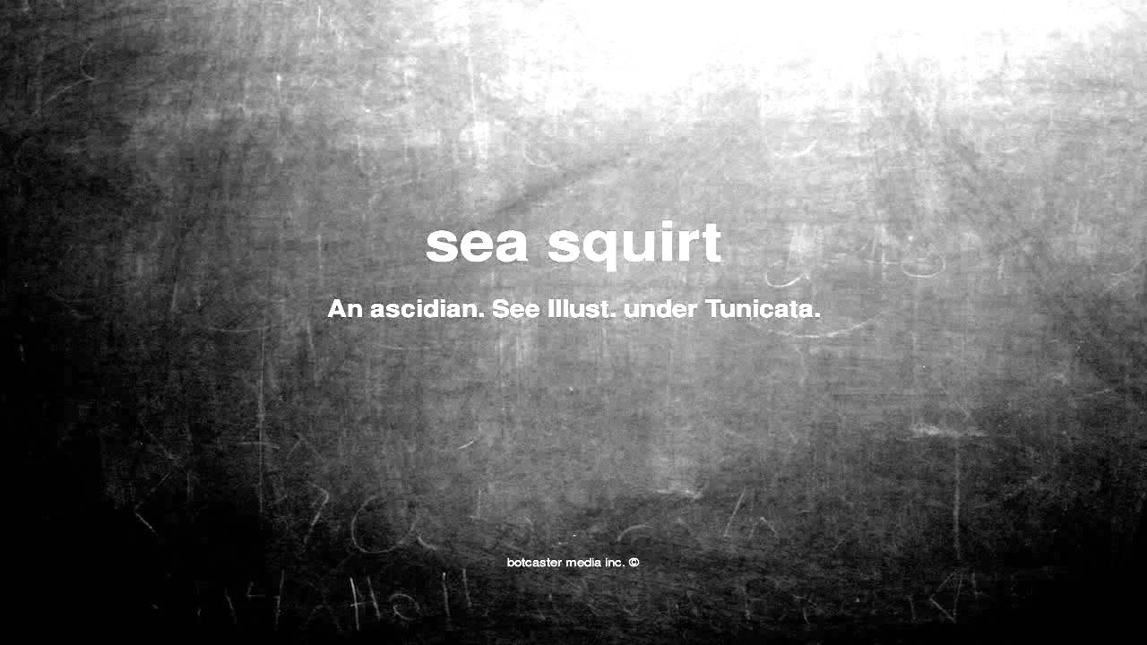 What does sea squirt mean - YouTube