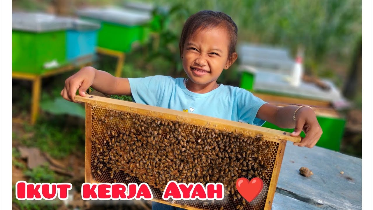 TERNAK LEBAH , Bos Kecil Cek Lokasi 🥰 - YouTube