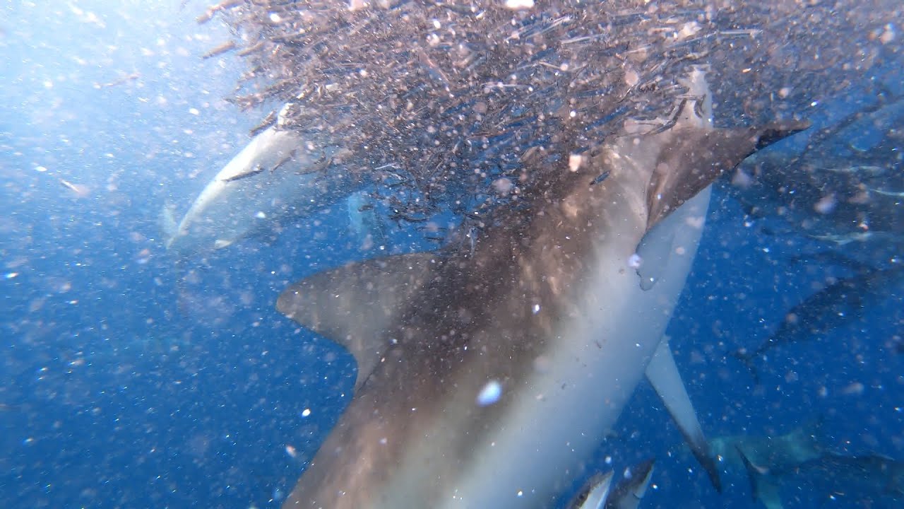 INSANE SHARK AND TUNA ATTACK ON BAITBALL - YouTube