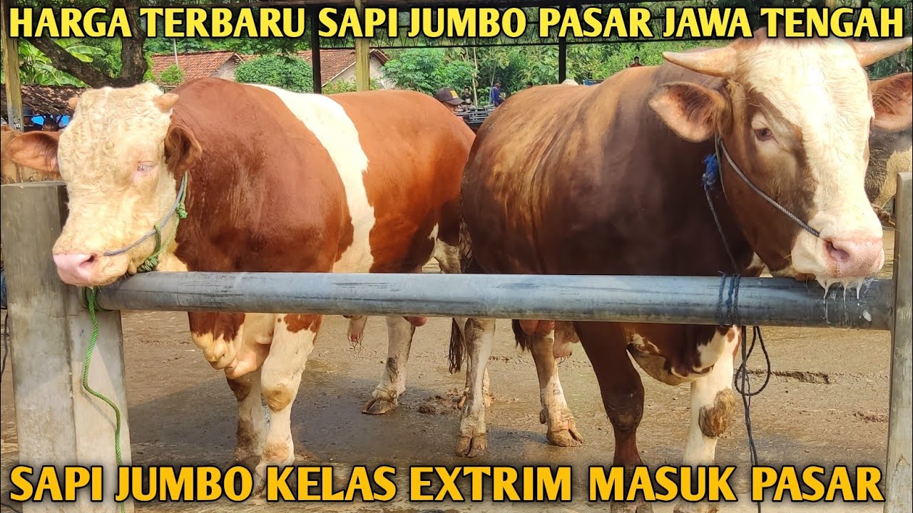 JUMBO EXTRIM‼️ Dua Ekor Sapi Jumbo Lemosin Dan metal Masuk Pasar Sapi ...
