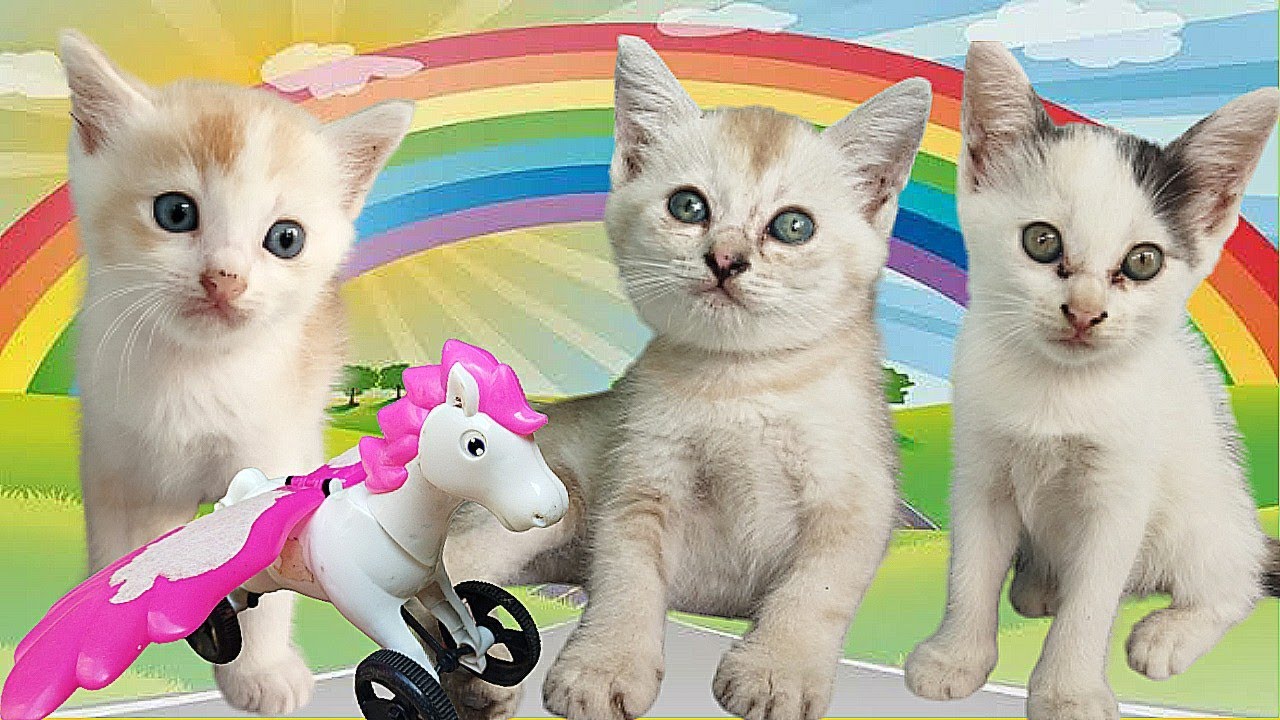 KUCING TELU LUCU MEOW MEOW‼️MAIN BARENG KUDA PONI 🐎🐎 - YouTube